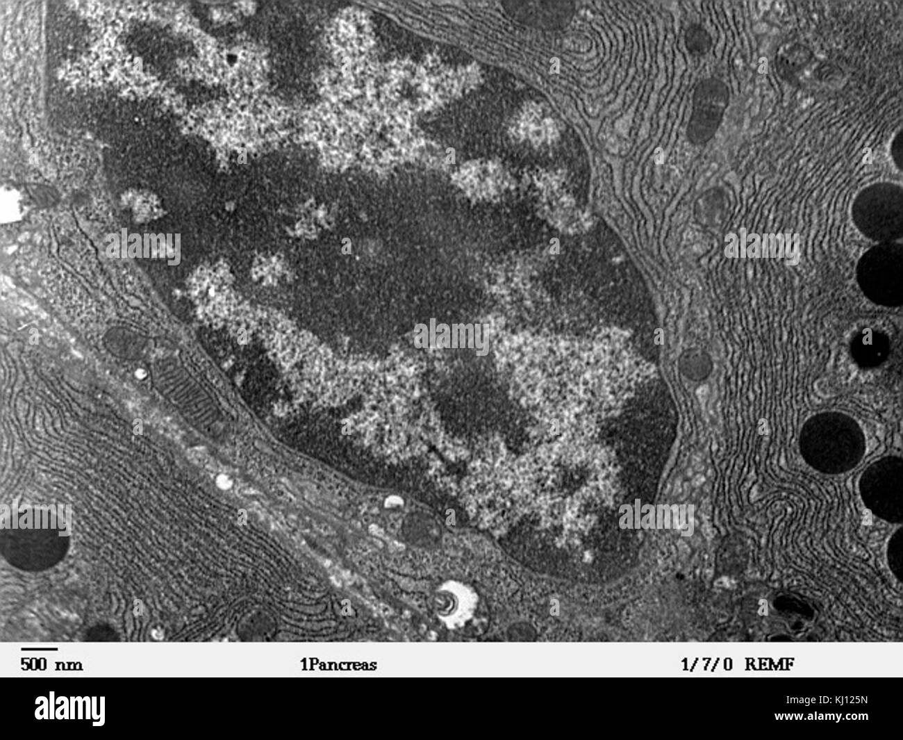 Pancreatic acinar cells - TEM Stock Photo - Alamy