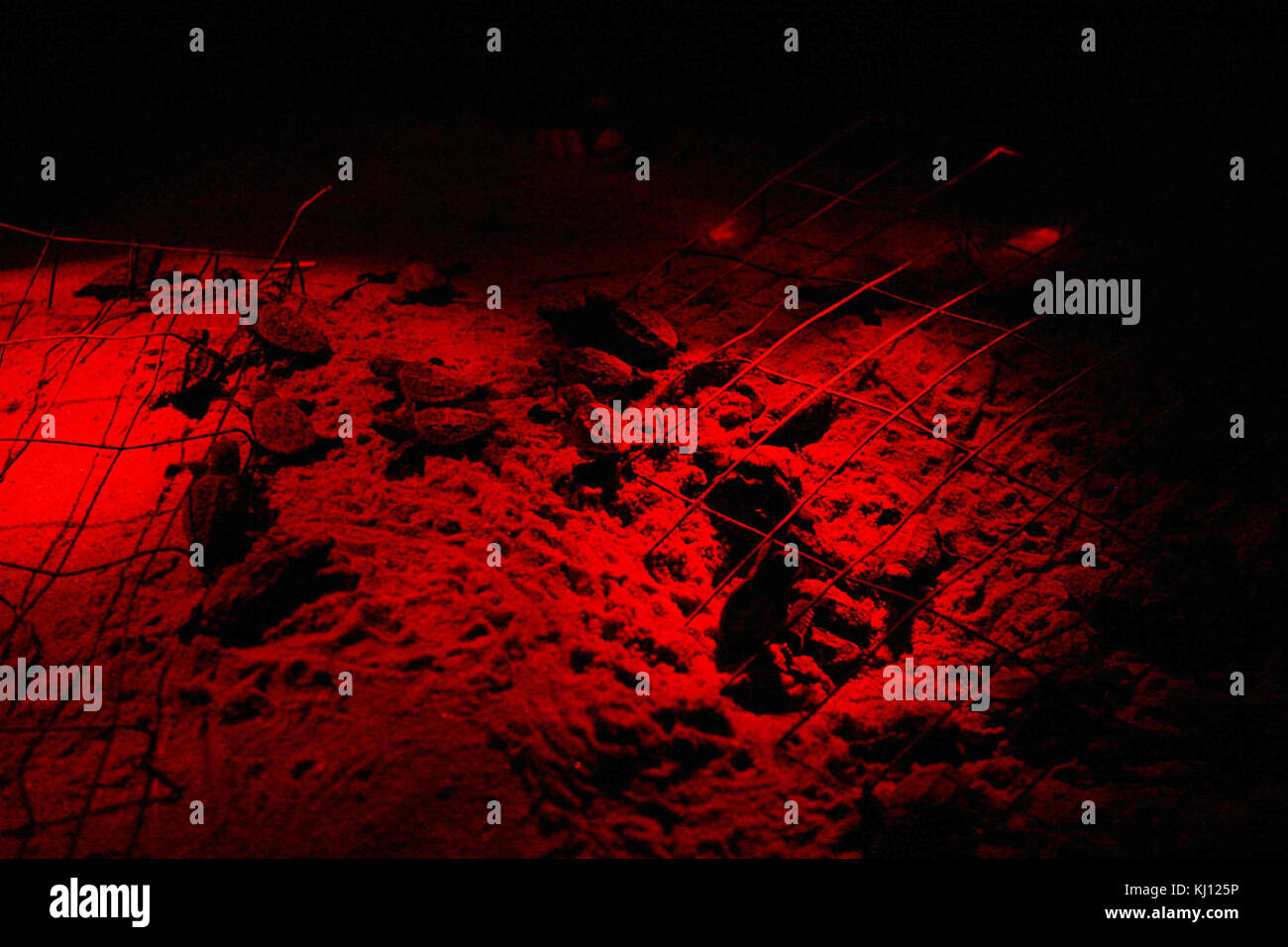 Loggerhead turtles towards the ocean with the help of a red light Stock ...