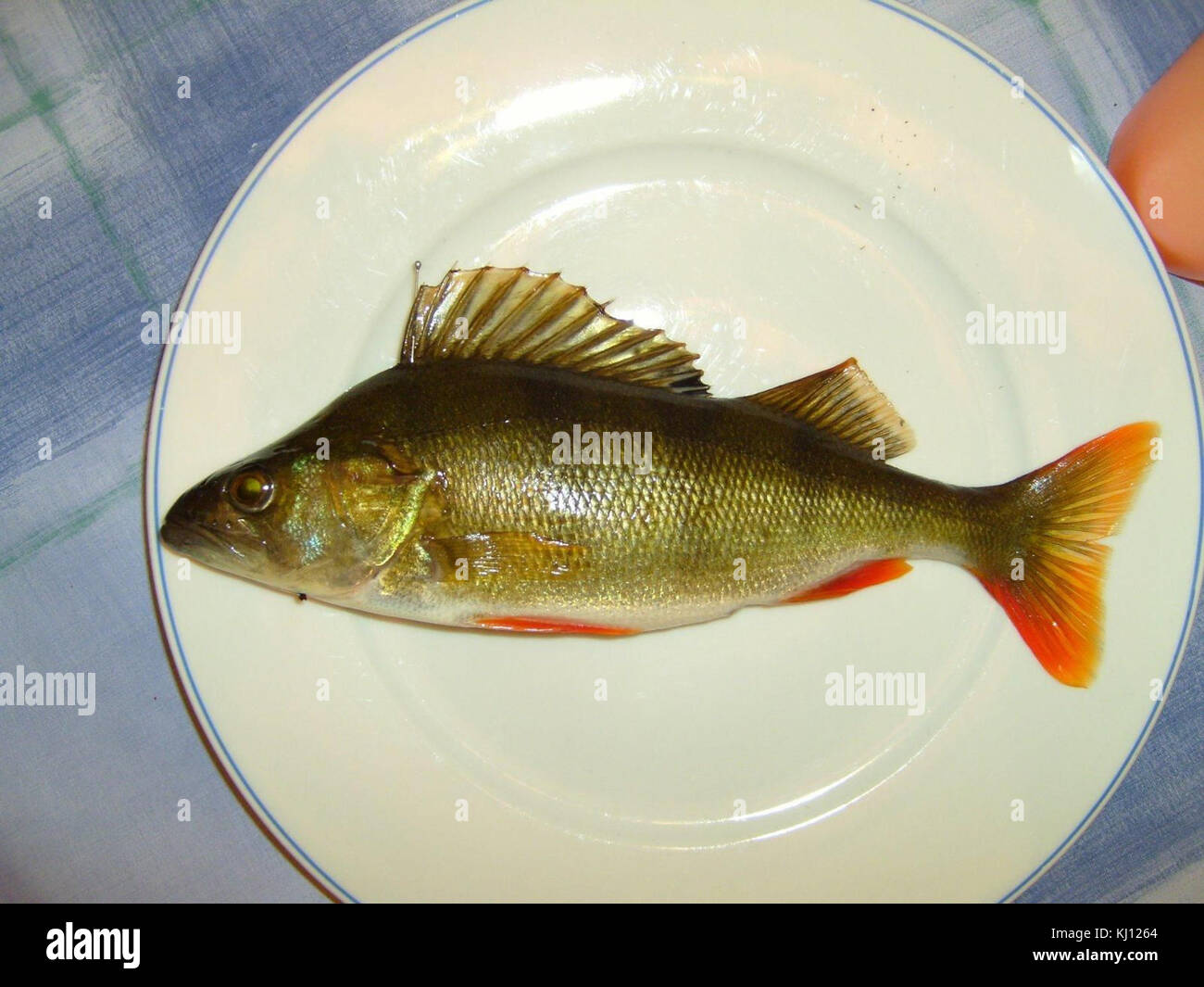Perch fish on plate Stock Photo - Alamy