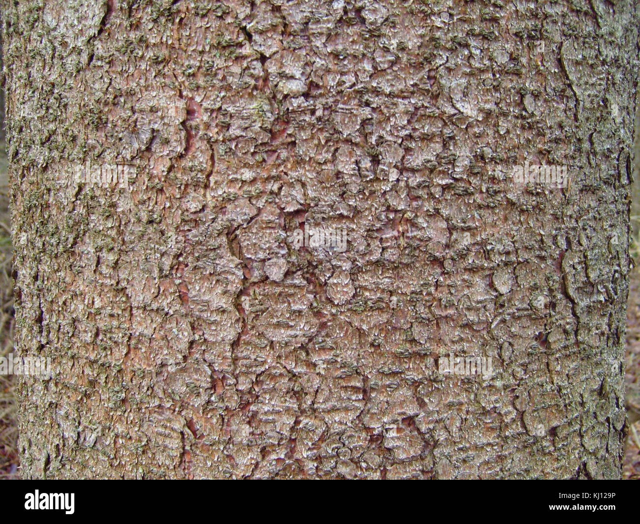 Pine tree bark texture Stock Photo - Alamy
