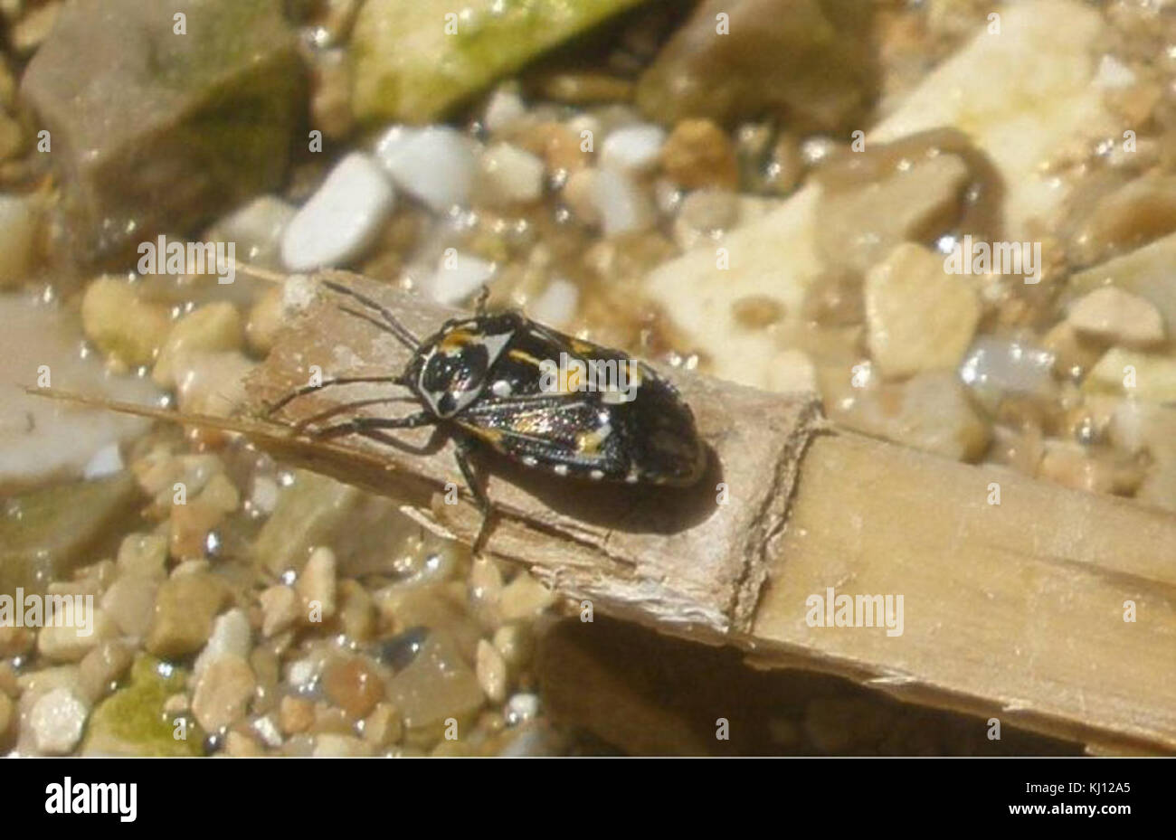 Israeli insect hi-res stock photography and images - Alamy