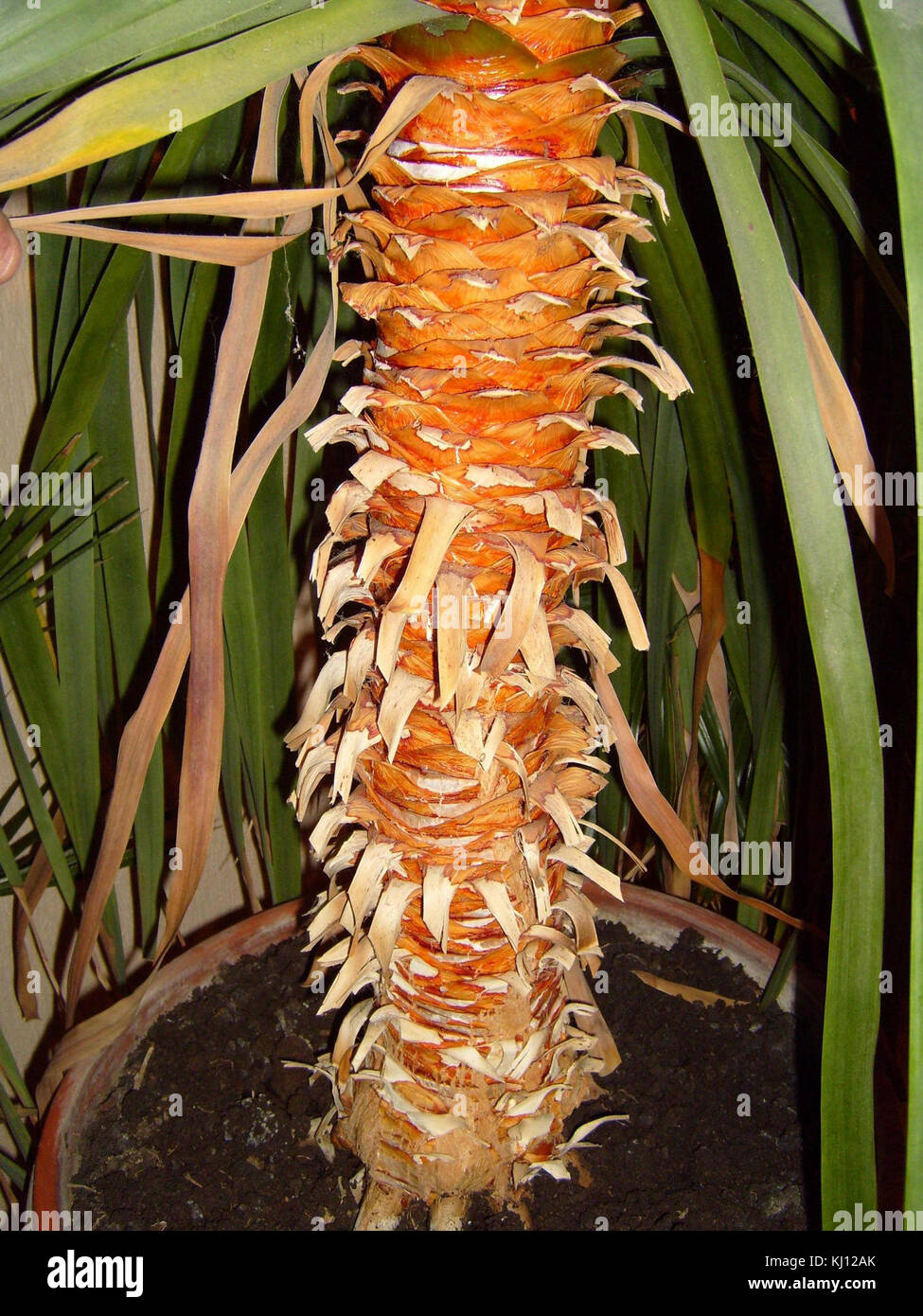 Palm tree trunk Stock Photo - Alamy