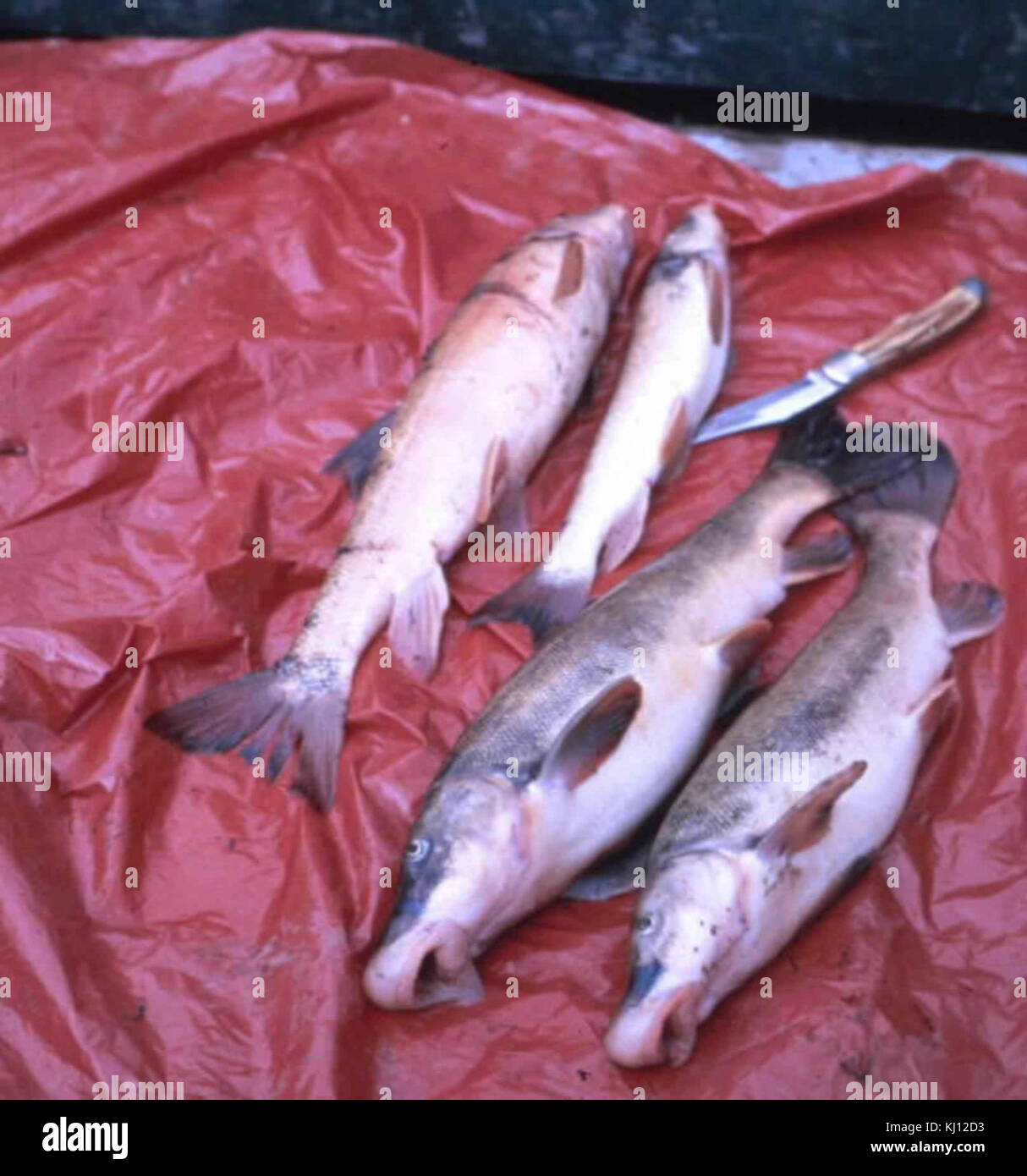 Longnose sucker fishes Stock Photo - Alamy