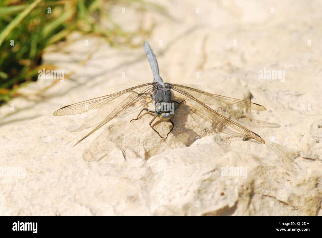 Israel 14359 Blue dragonfly Stock Photo - Alamy