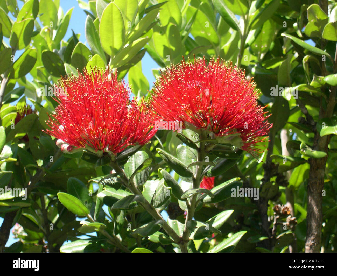 Pohutukawa tree flower metrosideros excelsa Stock Photo - Alamy