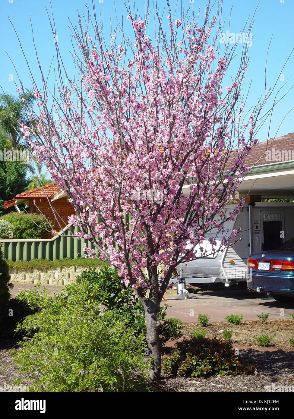 Plum tree in blossom woodvale Stock Photo - Alamy