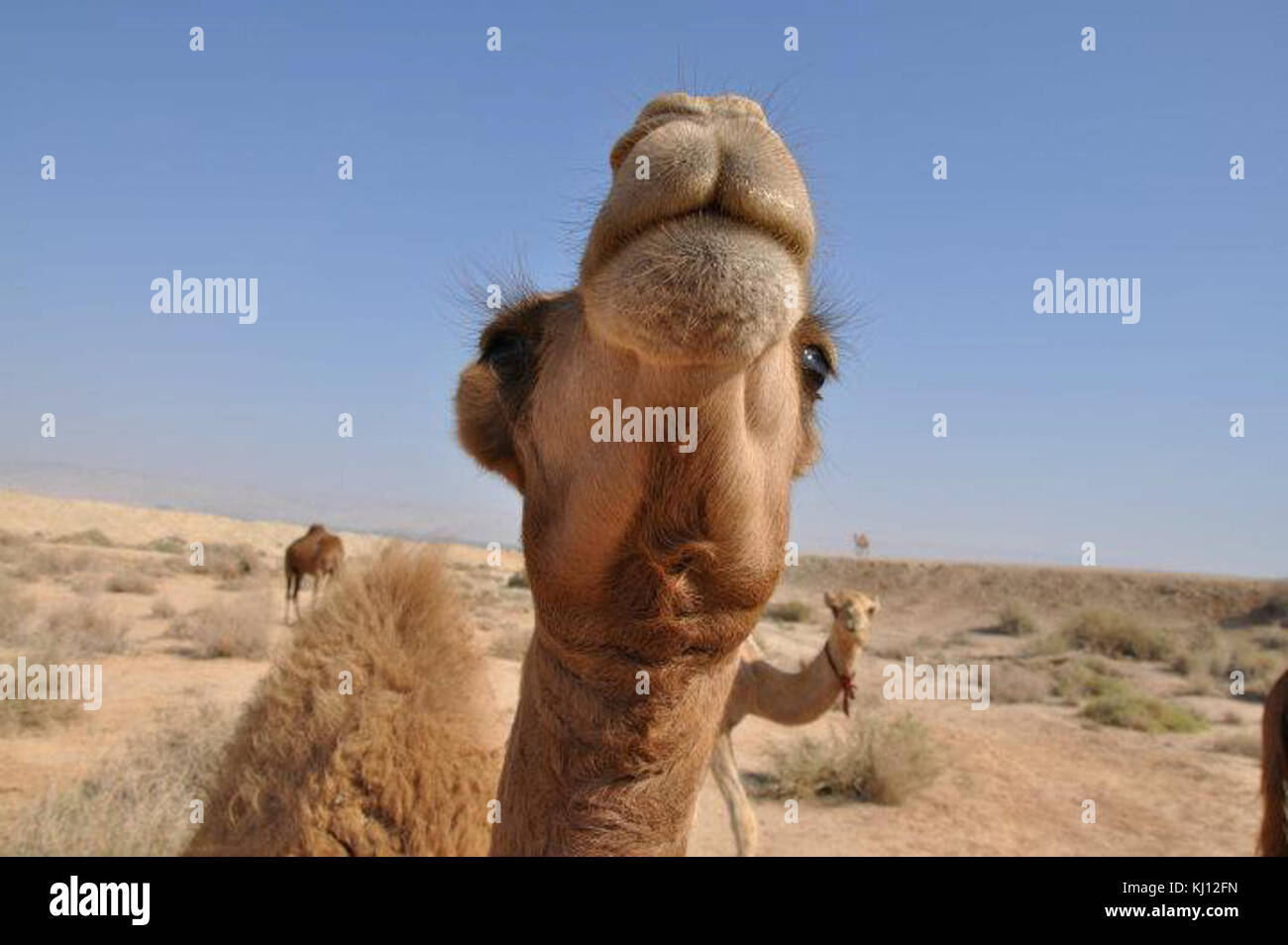 Israel 15205 Camel Stock Photo - Alamy
