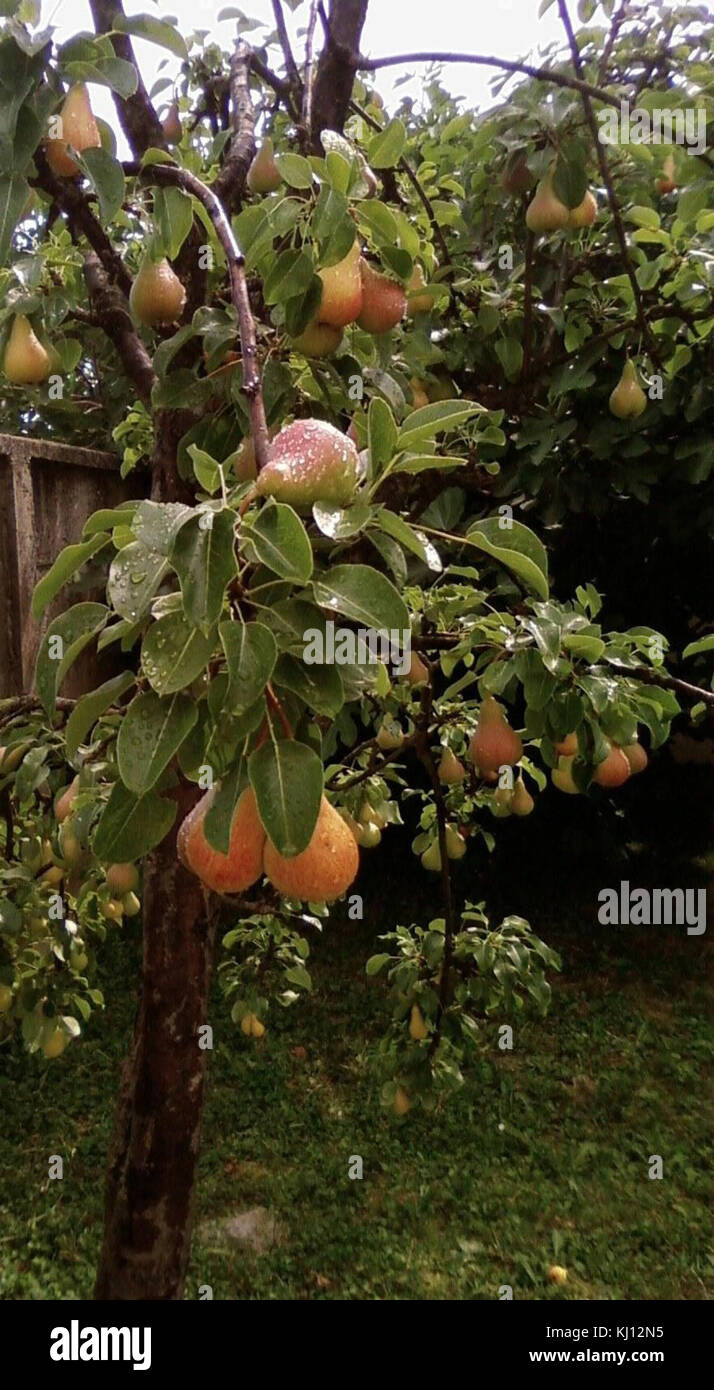 A botanical image of a pear fruit, showcasing its natural ...