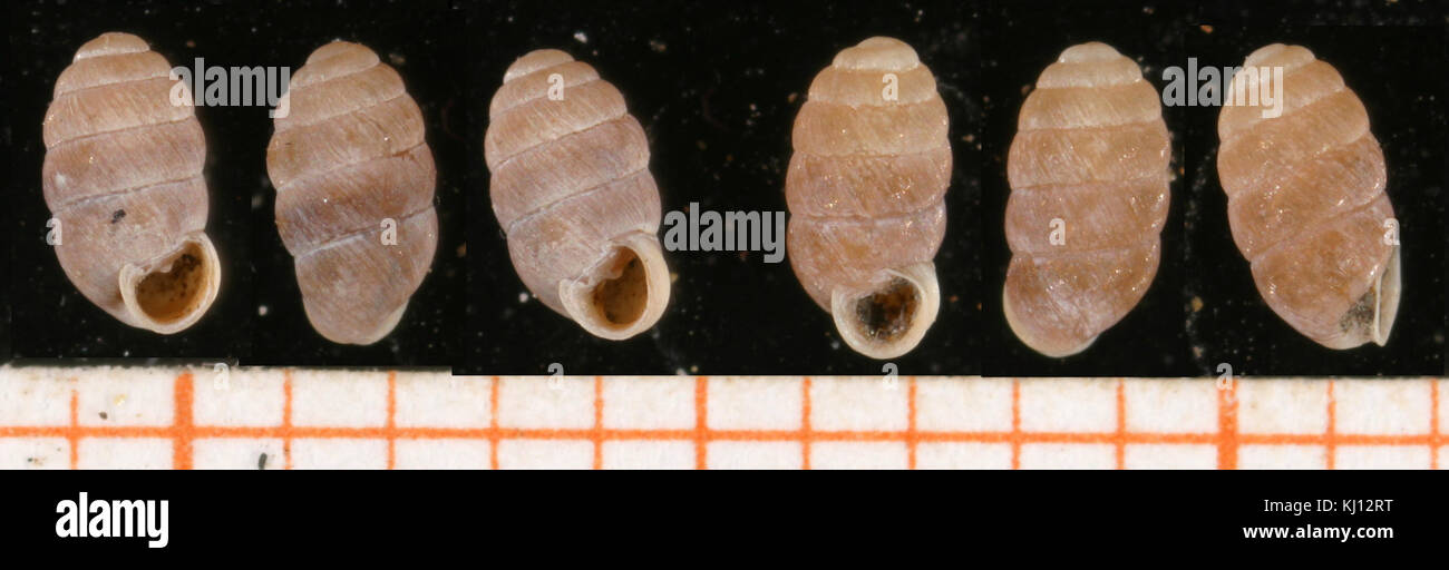 Pupilla hi-res stock photography and images - Alamy