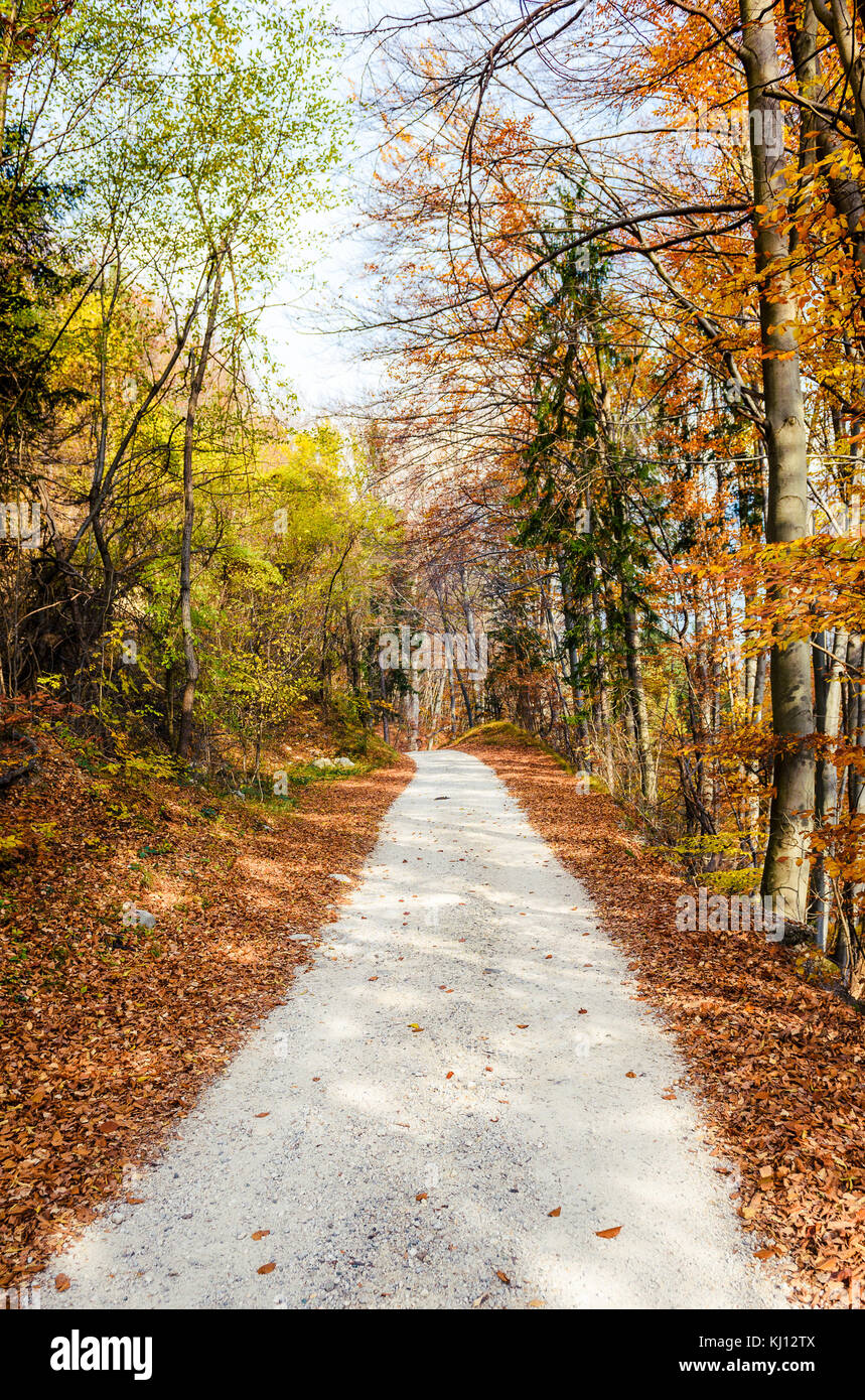 Dreamy scenic landscape of forest road across autumn orange woods ...