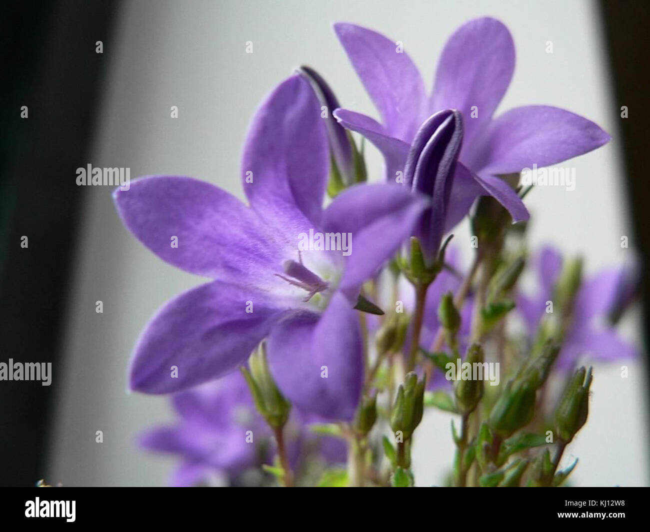 Purple flowers close up photo Stock Photo - Alamy