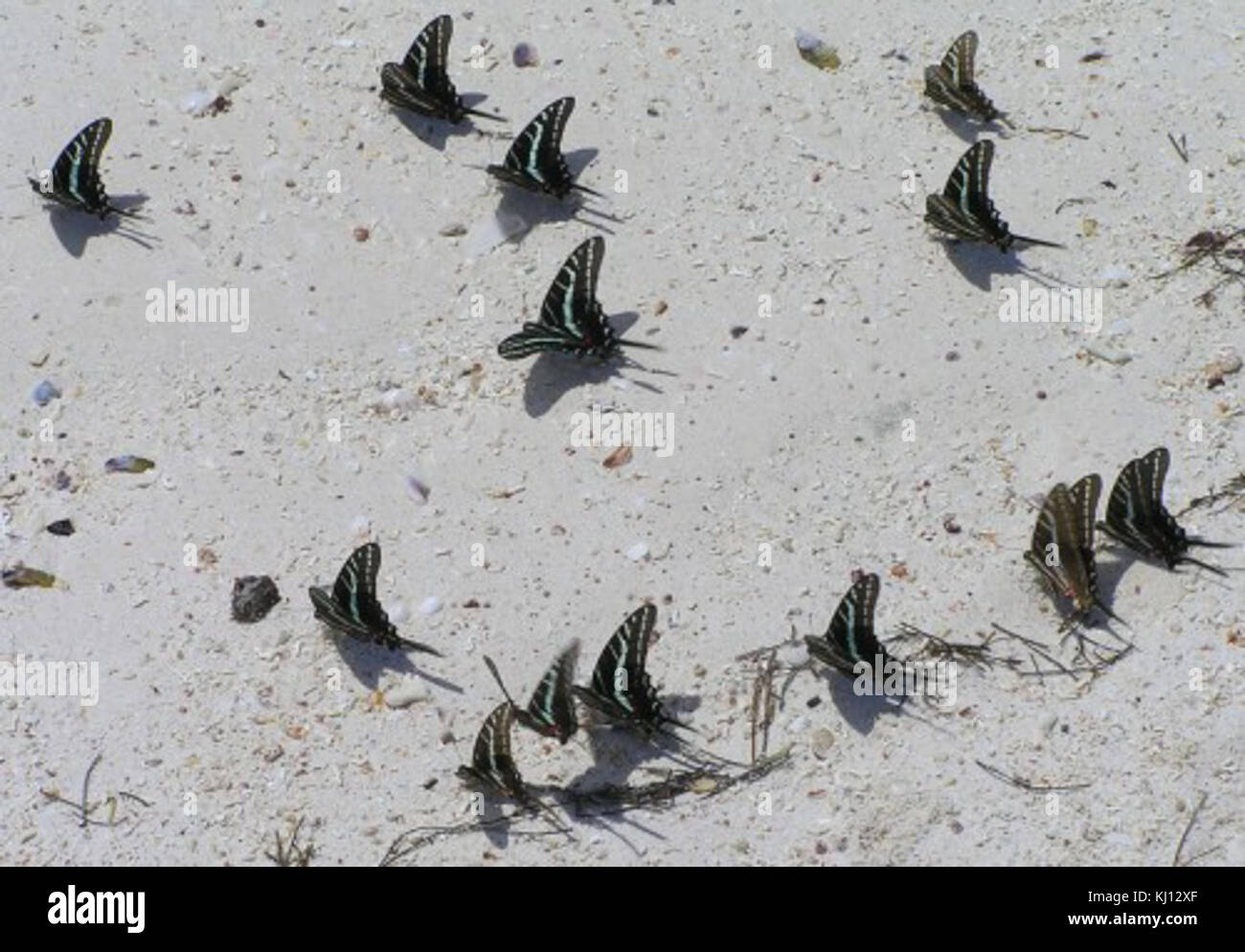 Protographium hi-res stock photography and images - Alamy