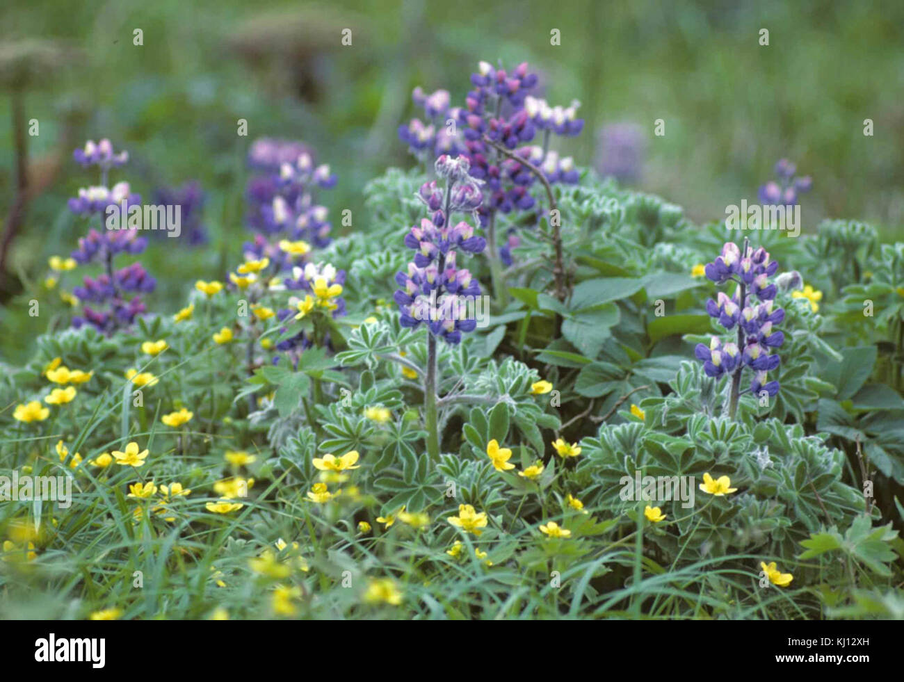 Lupine and buttercup flowers lupinus nootkatensis ranunculus grandis ...