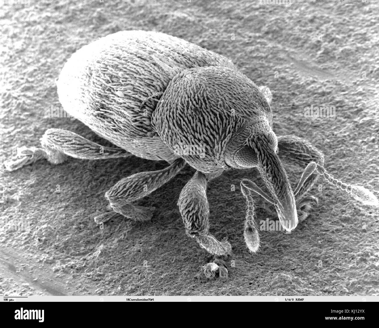 Remf dartmouth edu curculionidae Stock Photo - Alamy