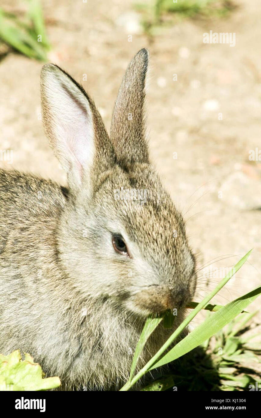 Rabbit eating grass Stock Photo - Alamy