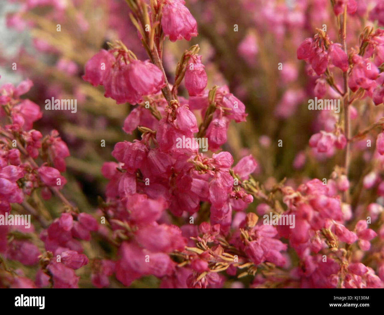 Red heather flower Stock Photo - Alamy