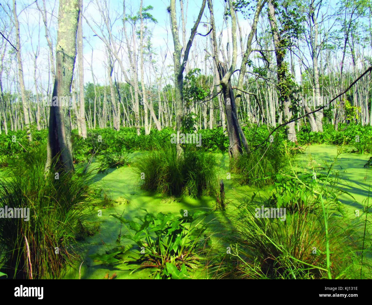 Lush green swamp plants landscape Stock Photo - Alamy
