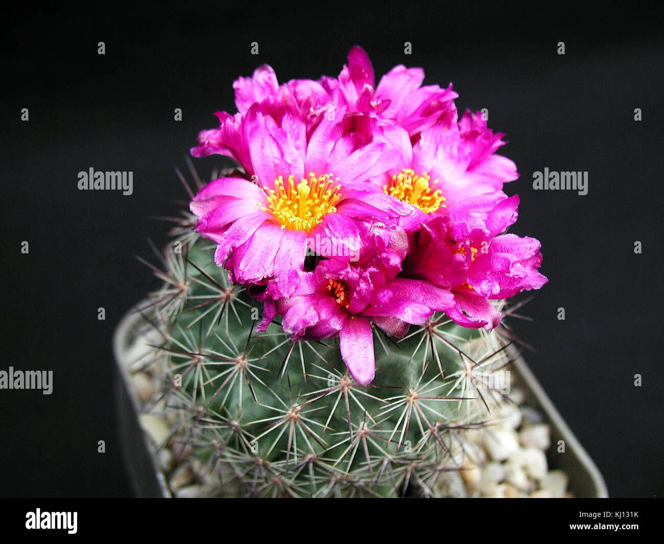 Cacti red flowers Stock Photo - Alamy