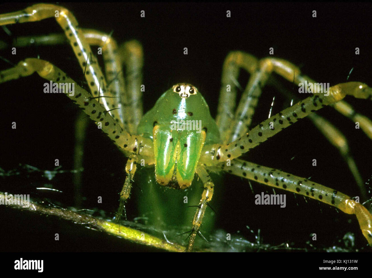 Arachnid agility hi-res stock photography and images - Alamy
