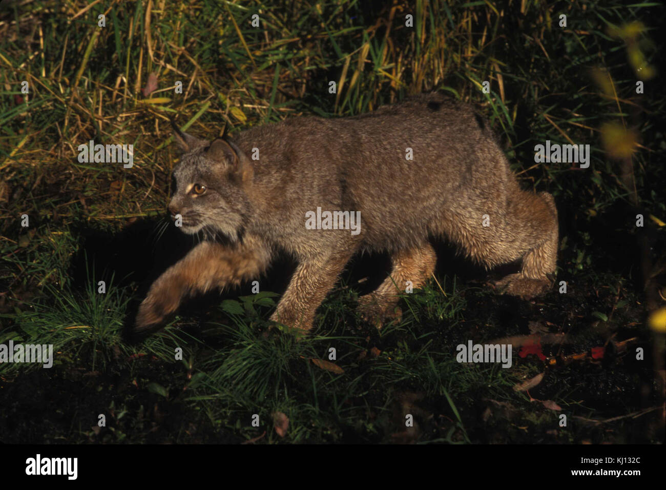 Lynx stalking prey Stock Photo - Alamy