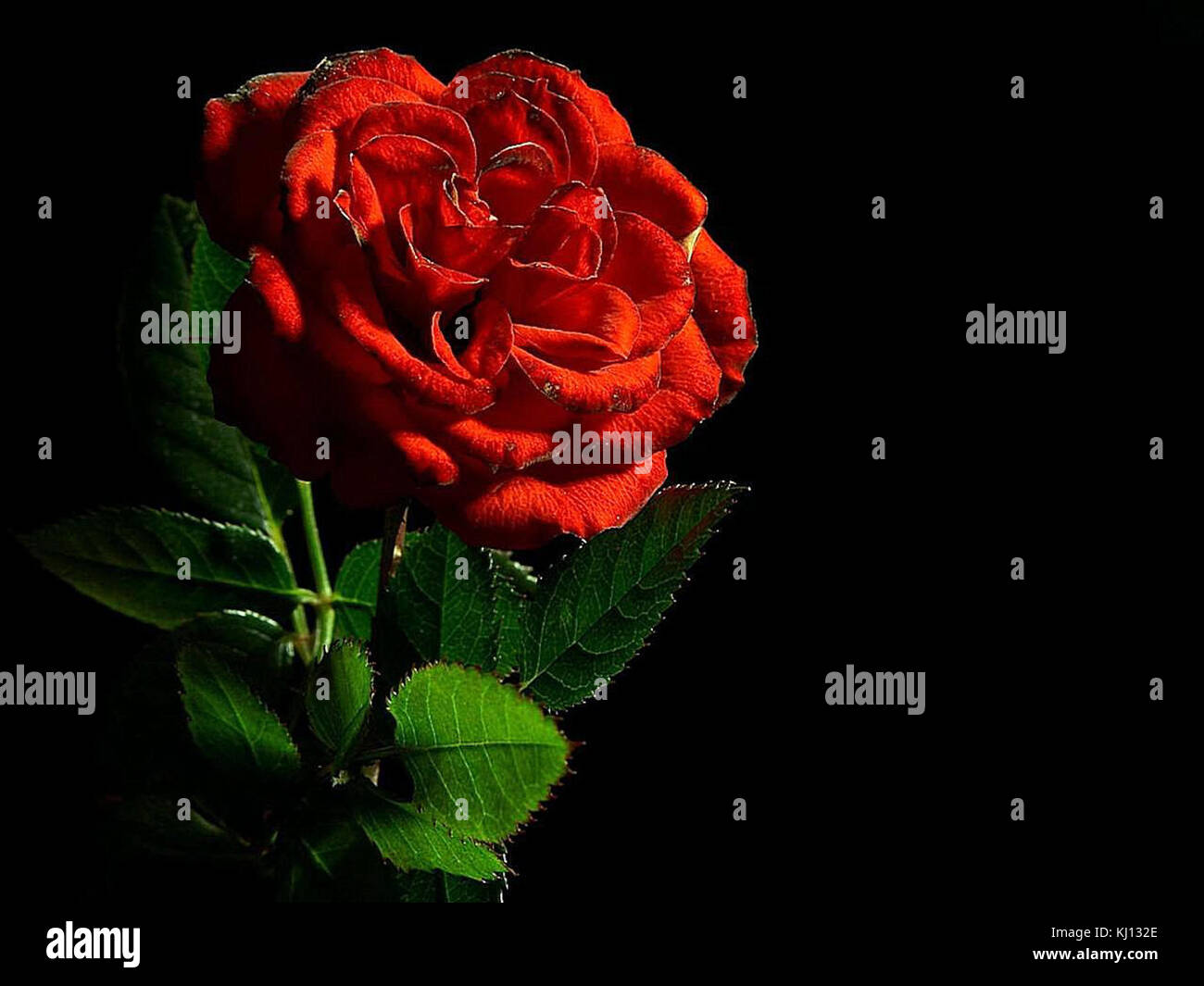 Red rose macro still image studio photo Stock Photo - Alamy
