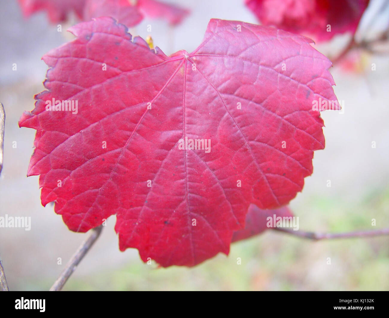 Red grape leaf Stock Photo - Alamy