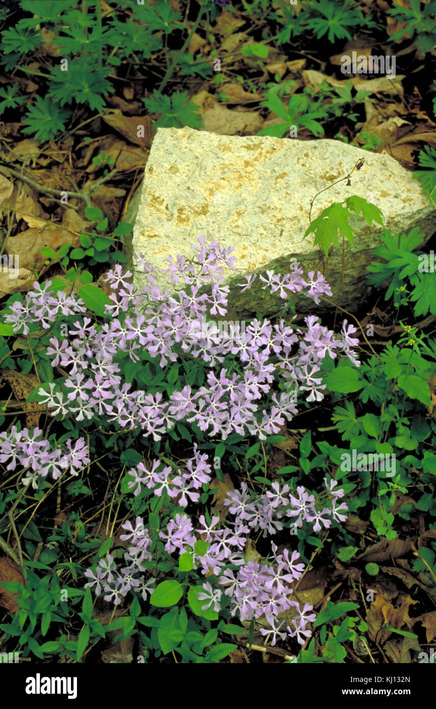 Emphasis to the color of the flowers hi-res stock photography and ...