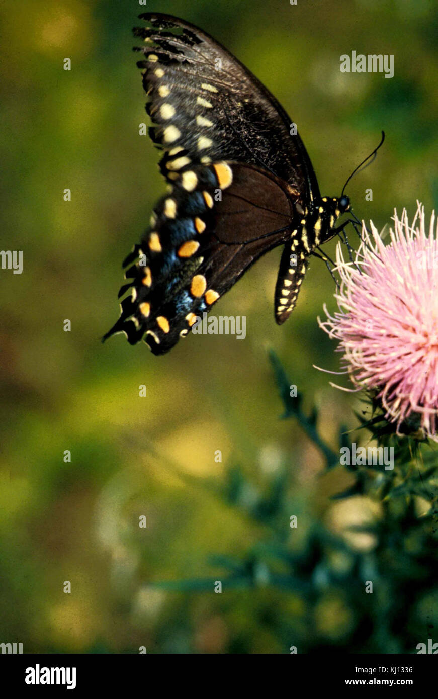 Macro butterfly insect picture Stock Photo - Alamy