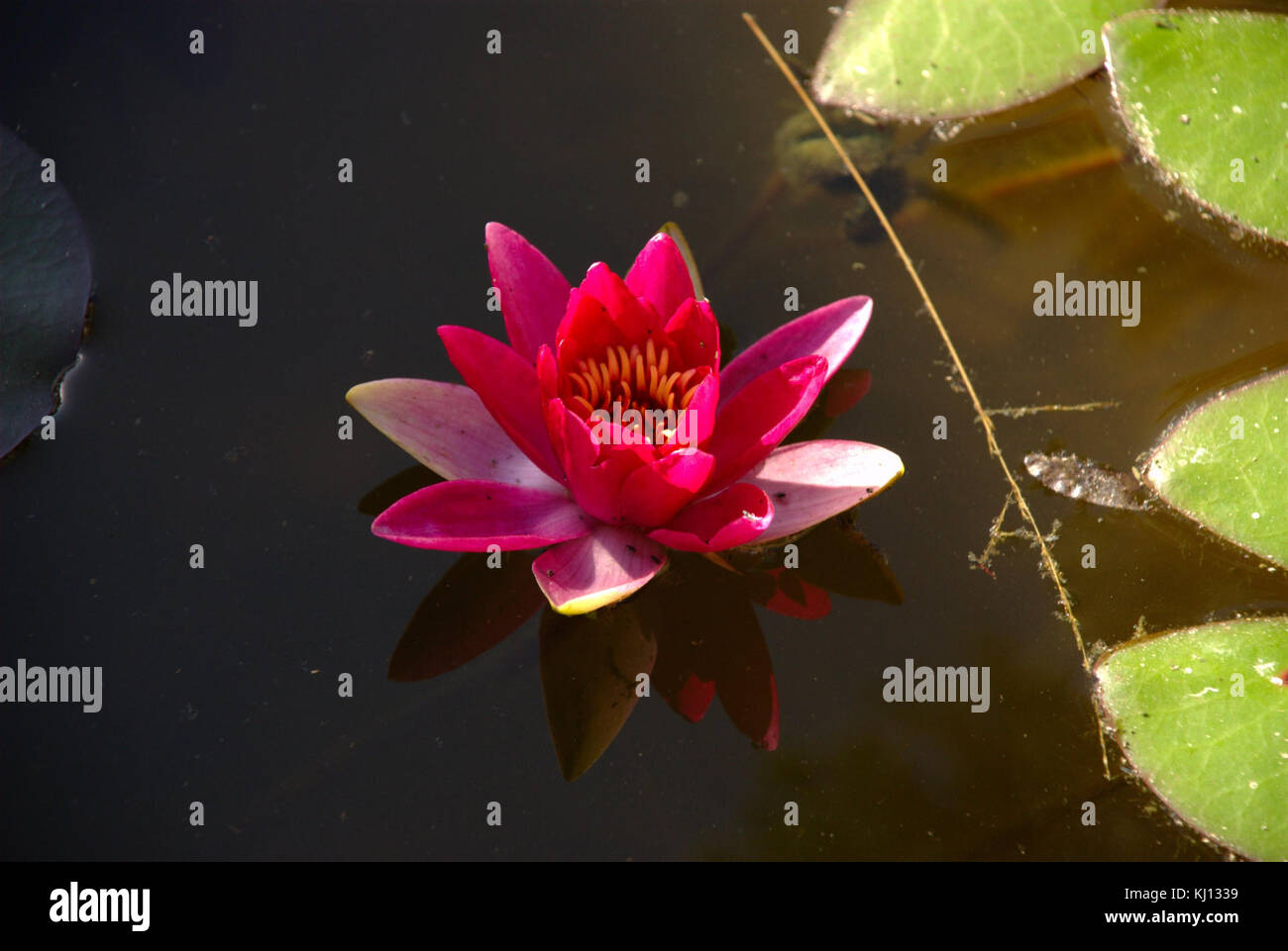 Red water lily flower Stock Photo - Alamy