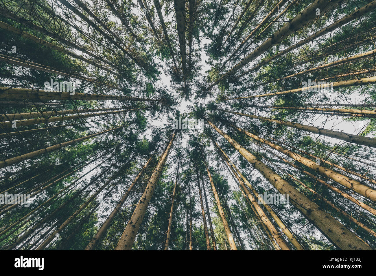 Looking up pine trees crowns branches in woods or forest. Woodlands of ...