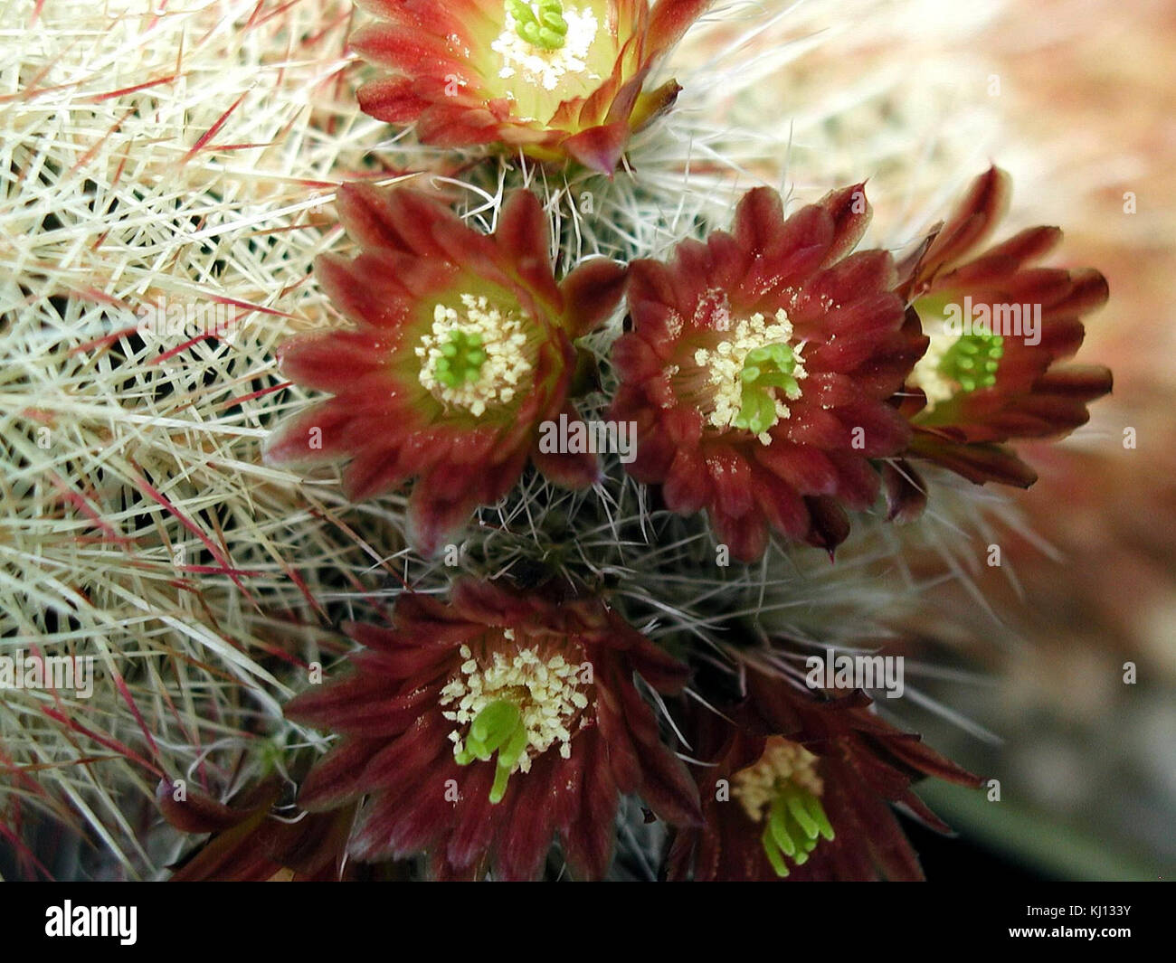 Red blooming cactus flower Stock Photo - Alamy
