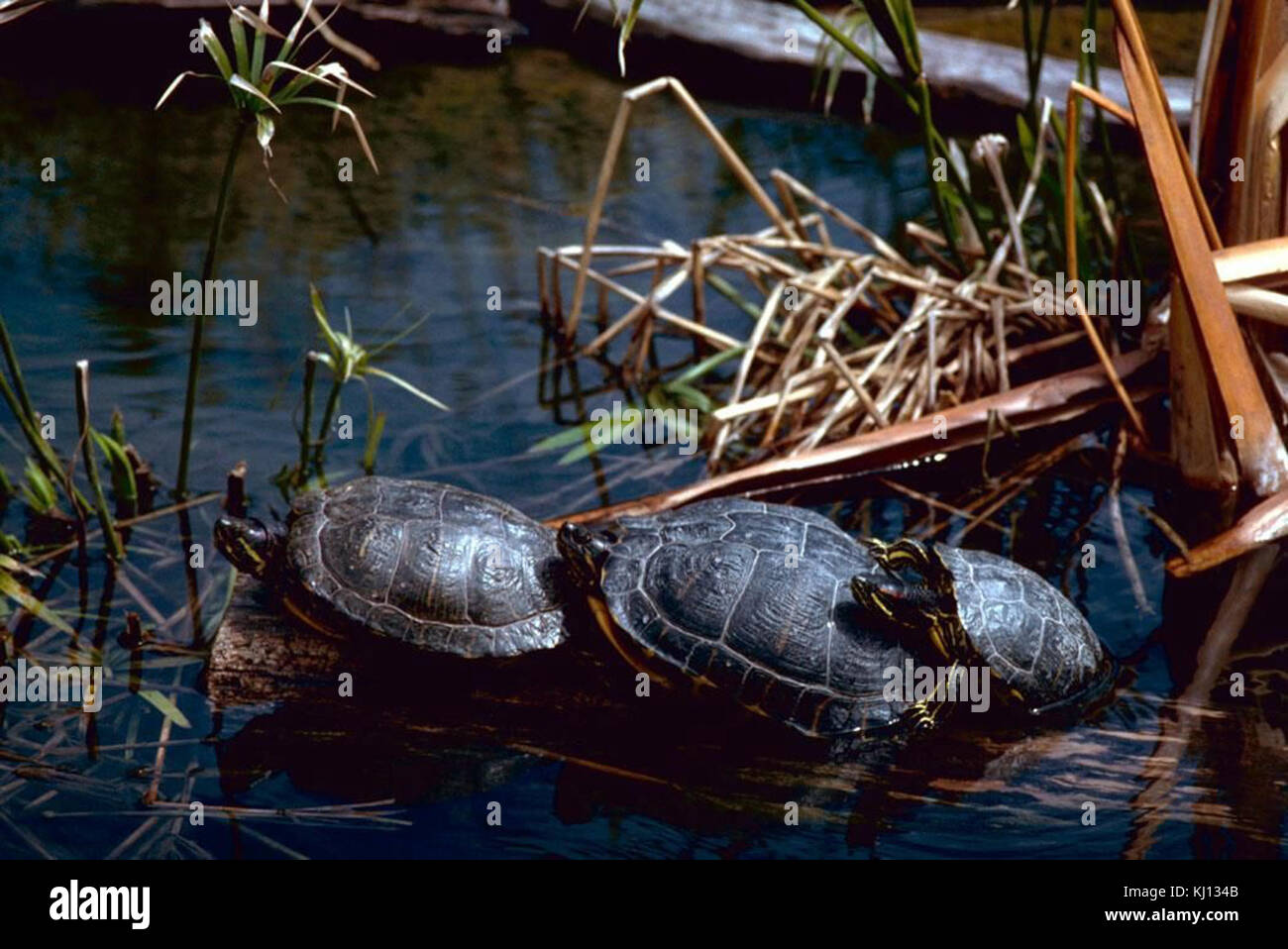 Red eared sliders turtles Stock Photo - Alamy