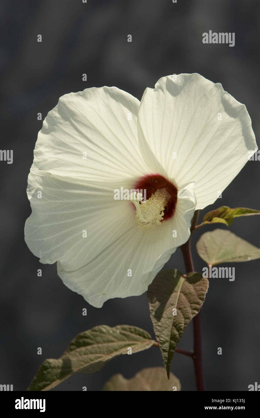 Macro photo of flora plant petals Stock Photo - Alamy