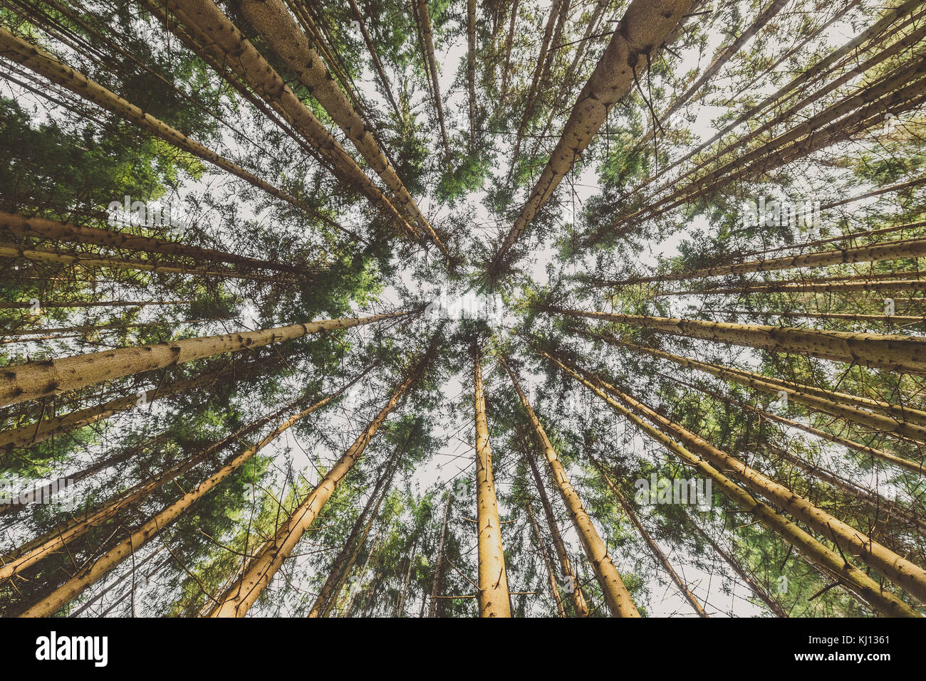 Looking up pine trees crowns branches in woods or forest. Woodlands of ...