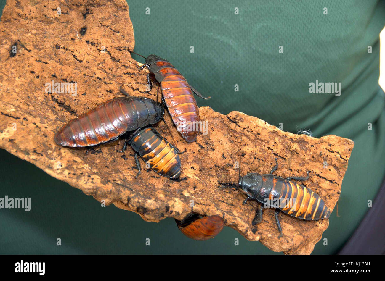 Madagascar hissing cockroaches bugs gromphadorhina portentosa Stock ...