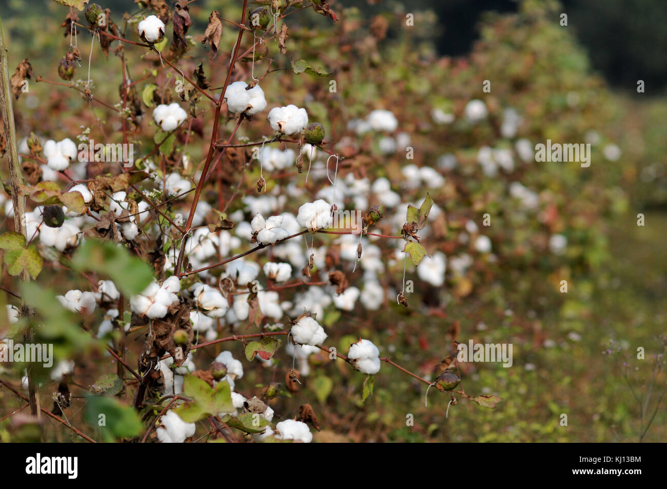 GAZIPUR, BANGLADESH - NOVEMBER 20, 2017: Cotton field at Gazipur, near ...