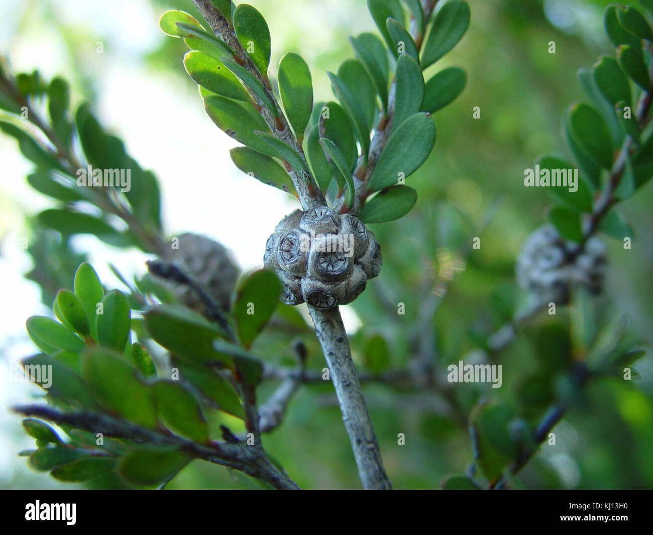 Seed pod on stem of bush Stock Photo - Alamy