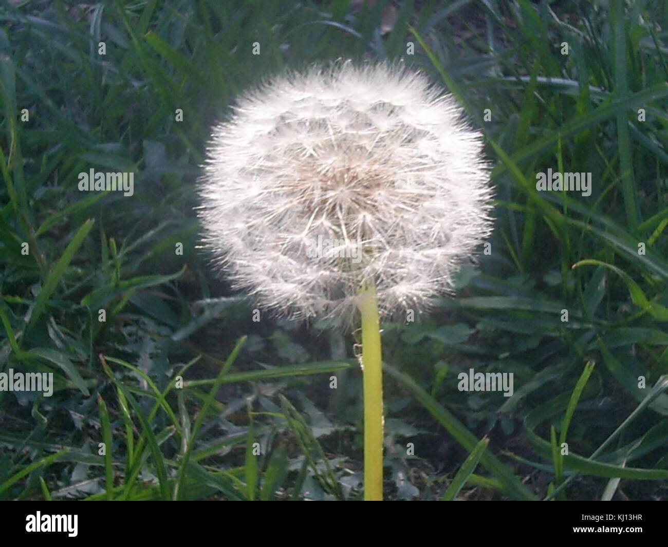 Seeding dandelion plant Stock Photo - Alamy
