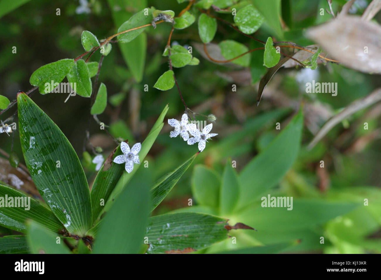 Small shiny flowers Stock Photo - Alamy