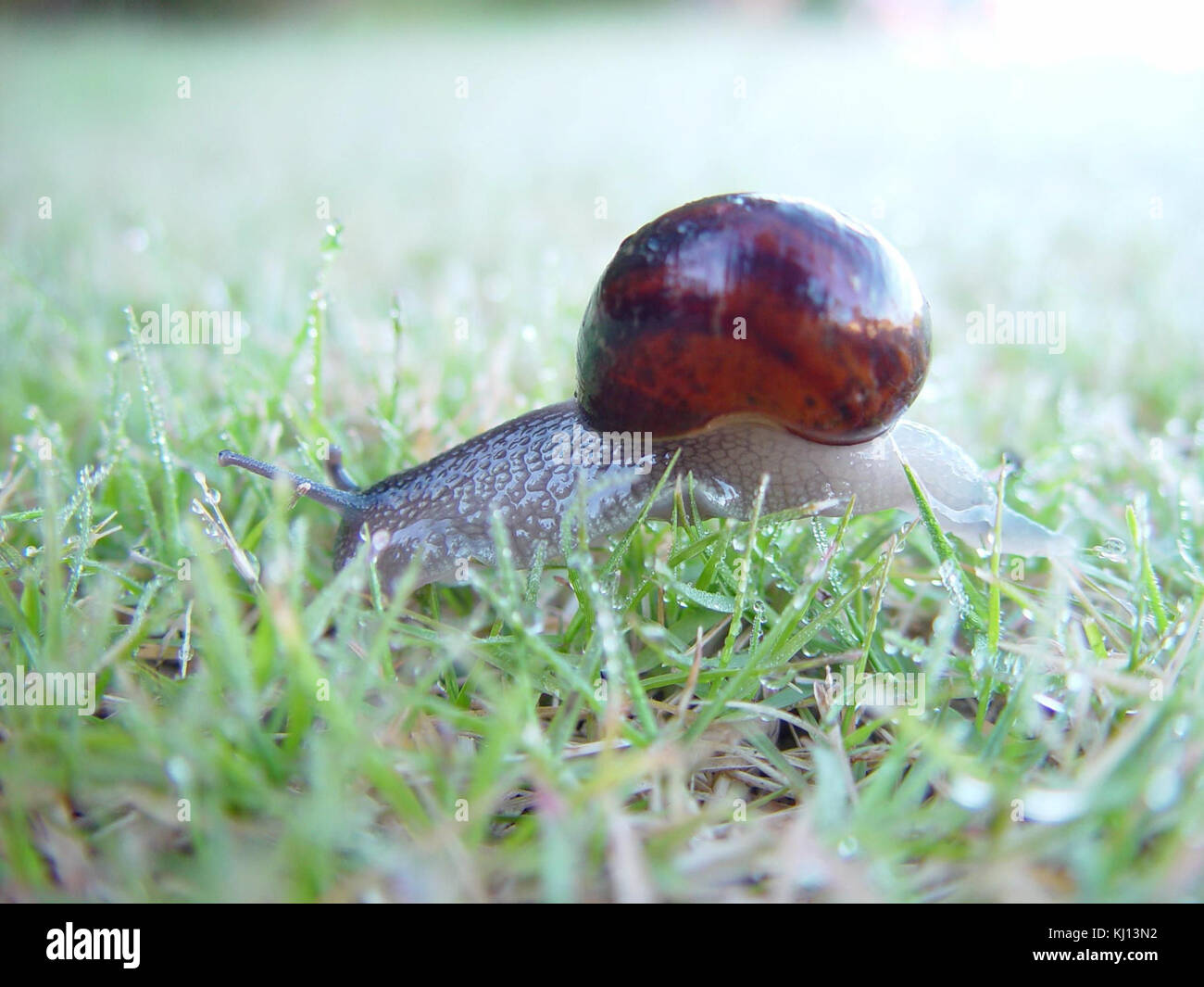 Carramar hi-res stock photography and images - Alamy