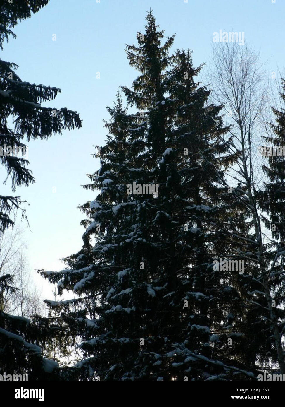 Spruce trees in forest Stock Photo - Alamy