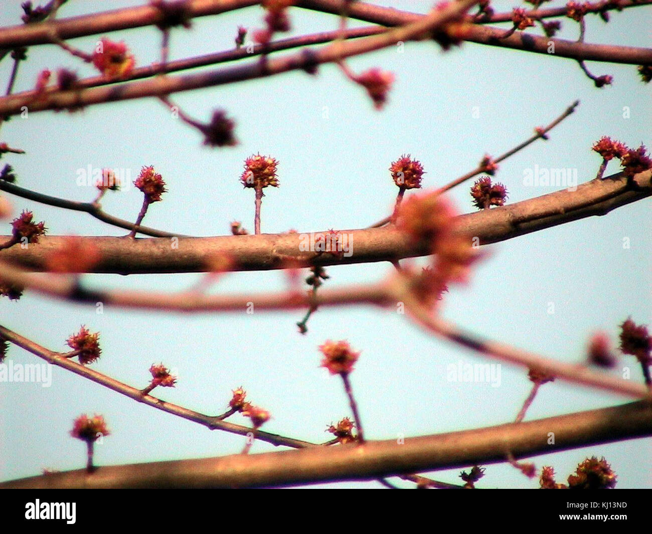 Silver maple tree buds Stock Photo - Alamy