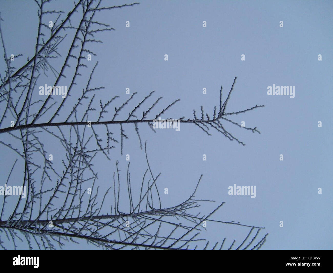 Snowy frozen branch winter dusk Stock Photo - Alamy
