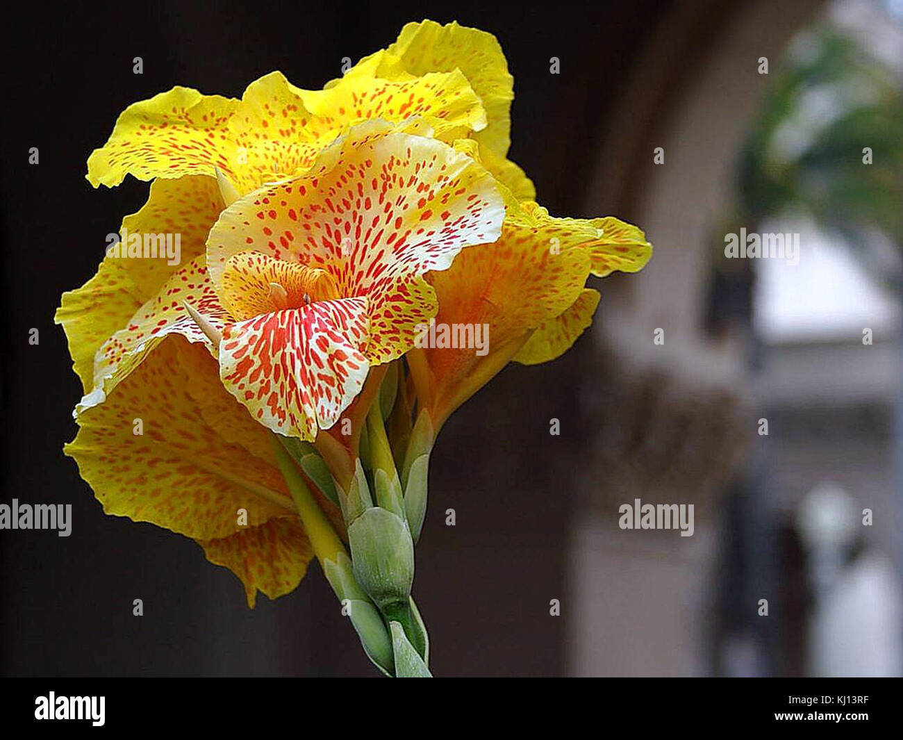 Spotted yellow flower Stock Photo - Alamy