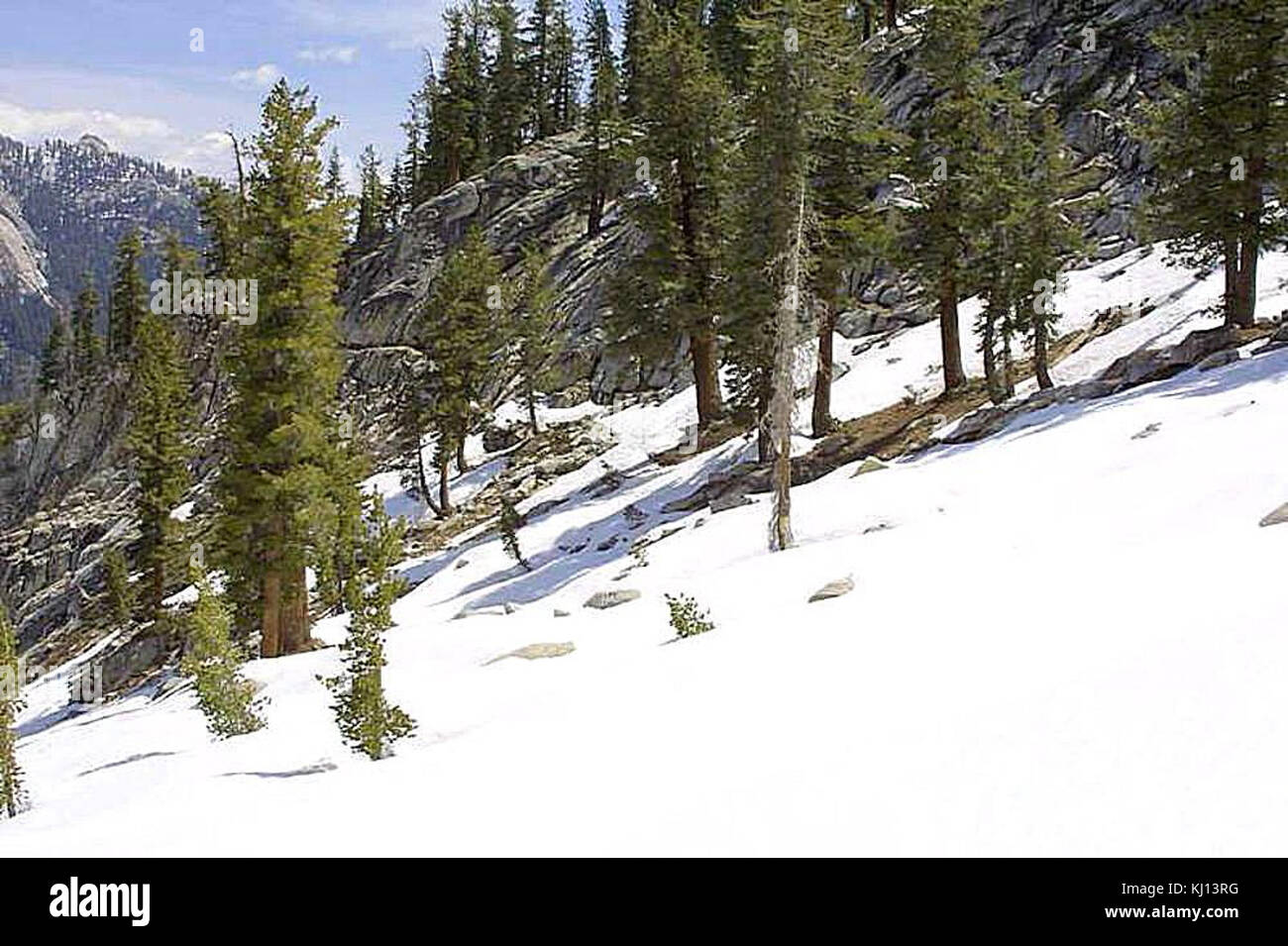 Snow forests trees trails Stock Photo - Alamy