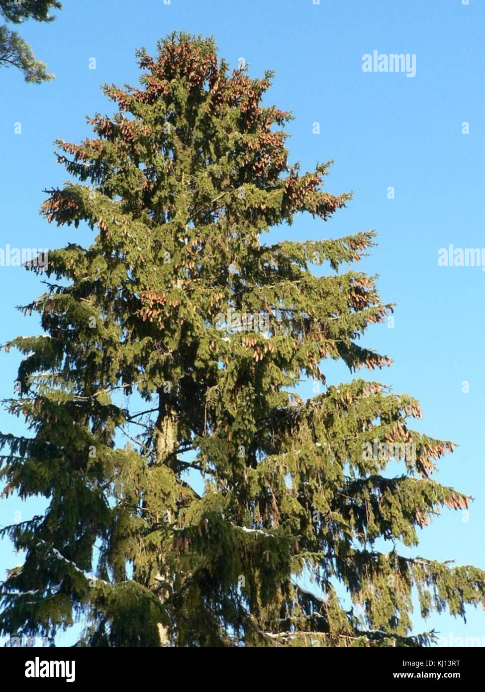 The spruce tree is a coniferous tree known for its distinctive needle ...