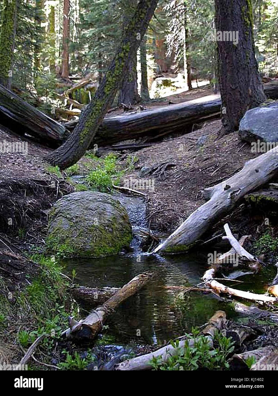Streams rocks water moss forrest trees Stock Photo - Alamy