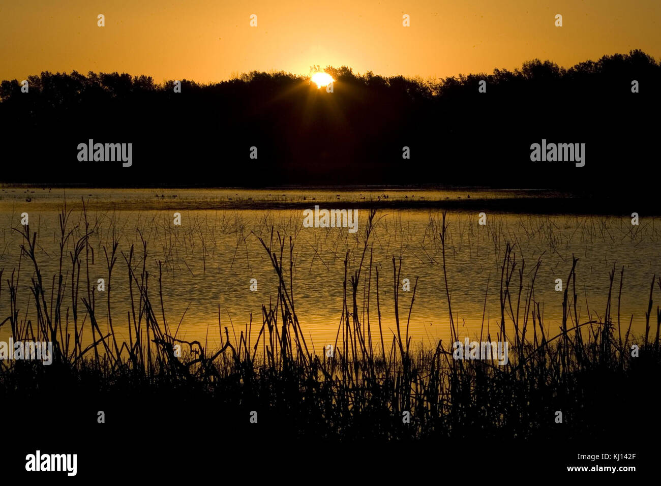 Sun setting behind trees in wetland with water plants Stock Photo - Alamy