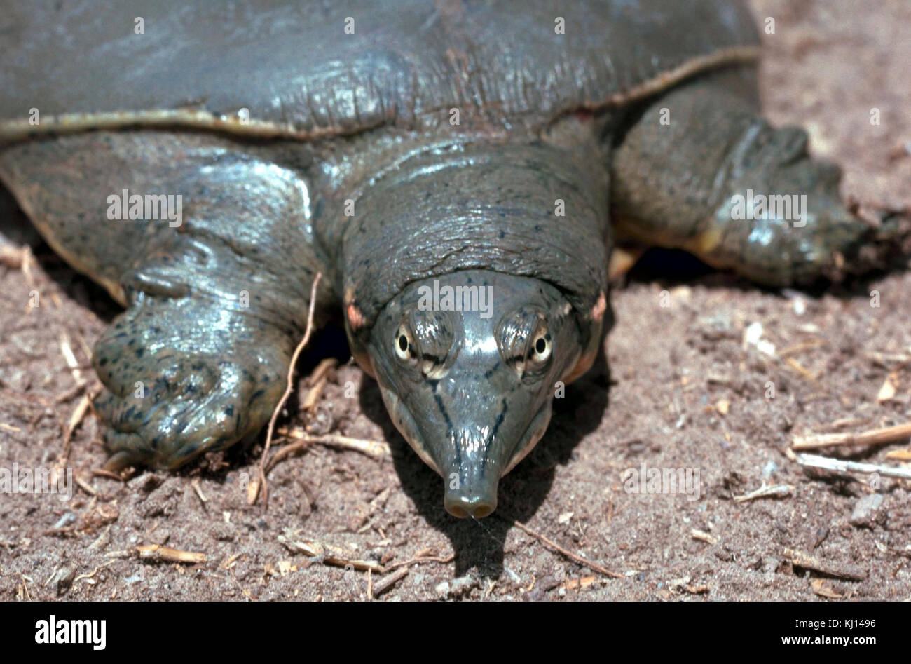 American softshell turtle hi-res stock photography and images - Alamy
