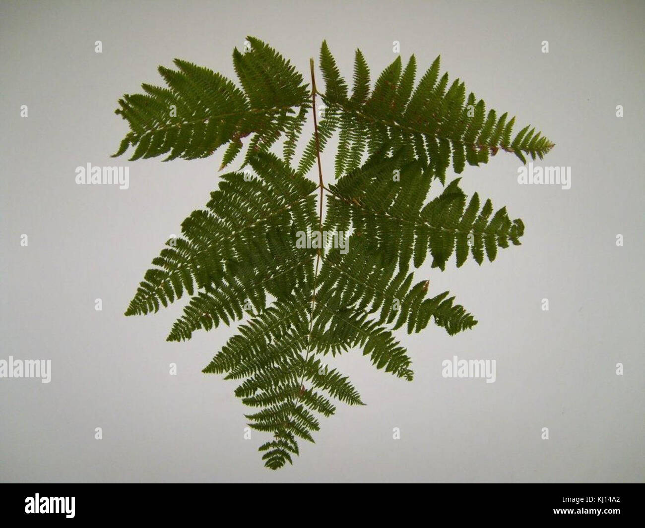 Fern branch texture Stock Photo - Alamy